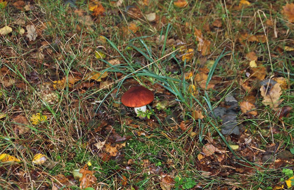 Rotkappe Foto & Bild | deutschland, europe, nordrhein- westfalen Bilder ...