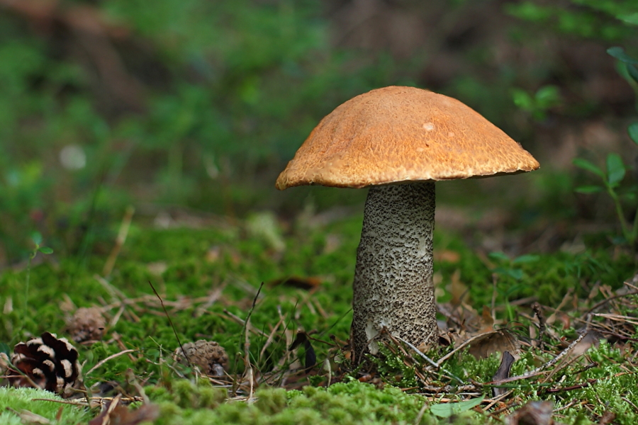 Rotkappe Foto & Bild | pflanzen, pilze & flechten, pilze & flechten ...