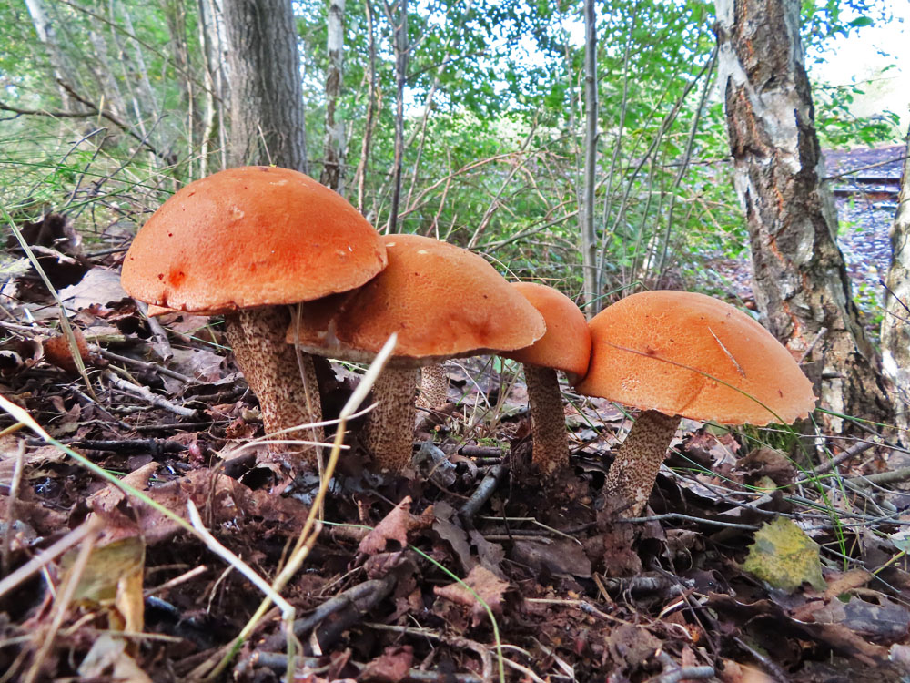 Rotkappen Foto & Bild | natur, pflanzen, pilze & flechten Bilder auf ...