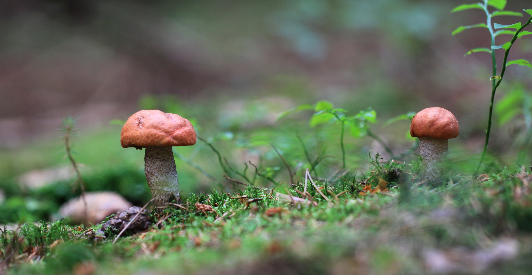 Rotkappen Foto & Bild | pflanzen, pilze & flechten, pilze & flechten ...