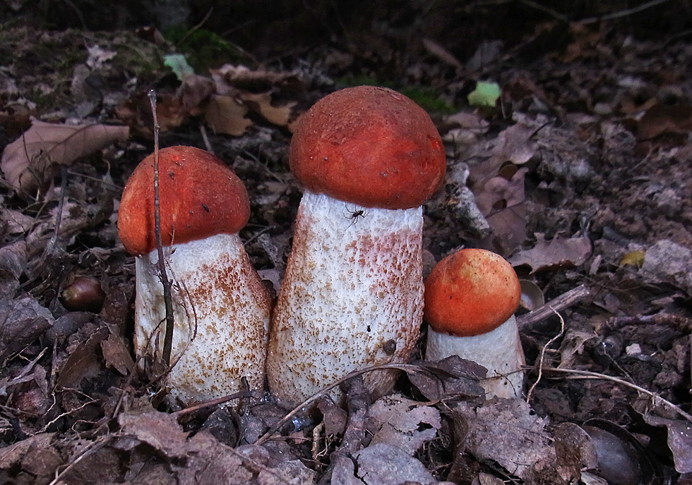 Rotkappen Foto & Bild | pflanzen, pilze & flechten, pilze & flechten ...