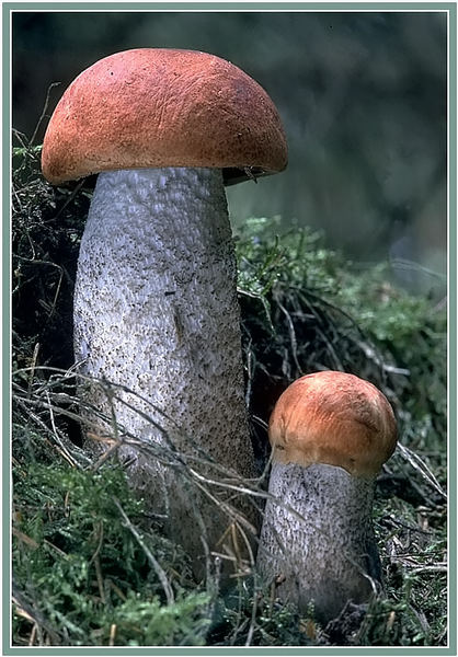 Rotkappen Foto & Bild | pflanzen, pilze & flechten, pilze & flechten ...