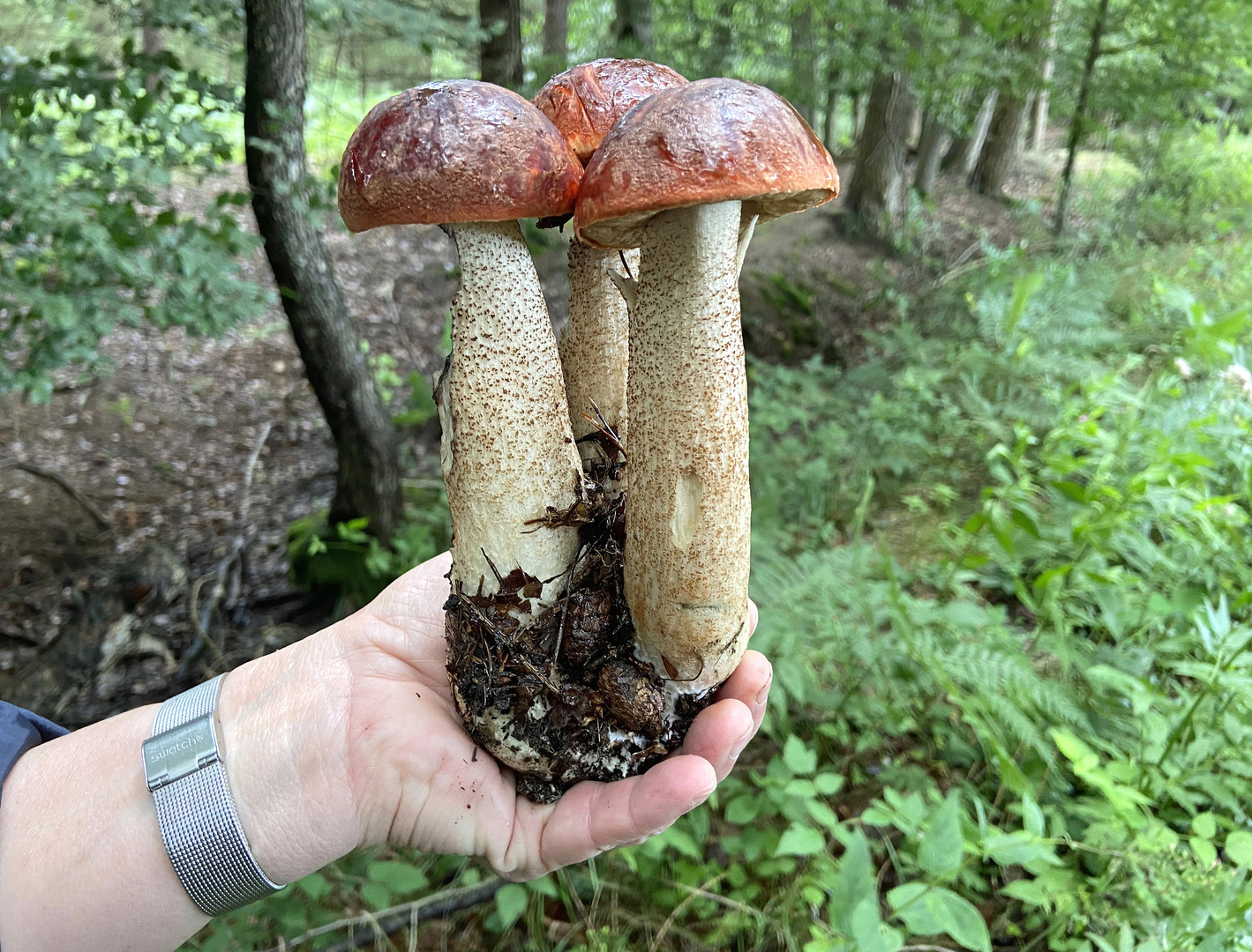 Rotkappen - Trio Foto & Bild | world, wald, sommer Bilder auf fotocommunity