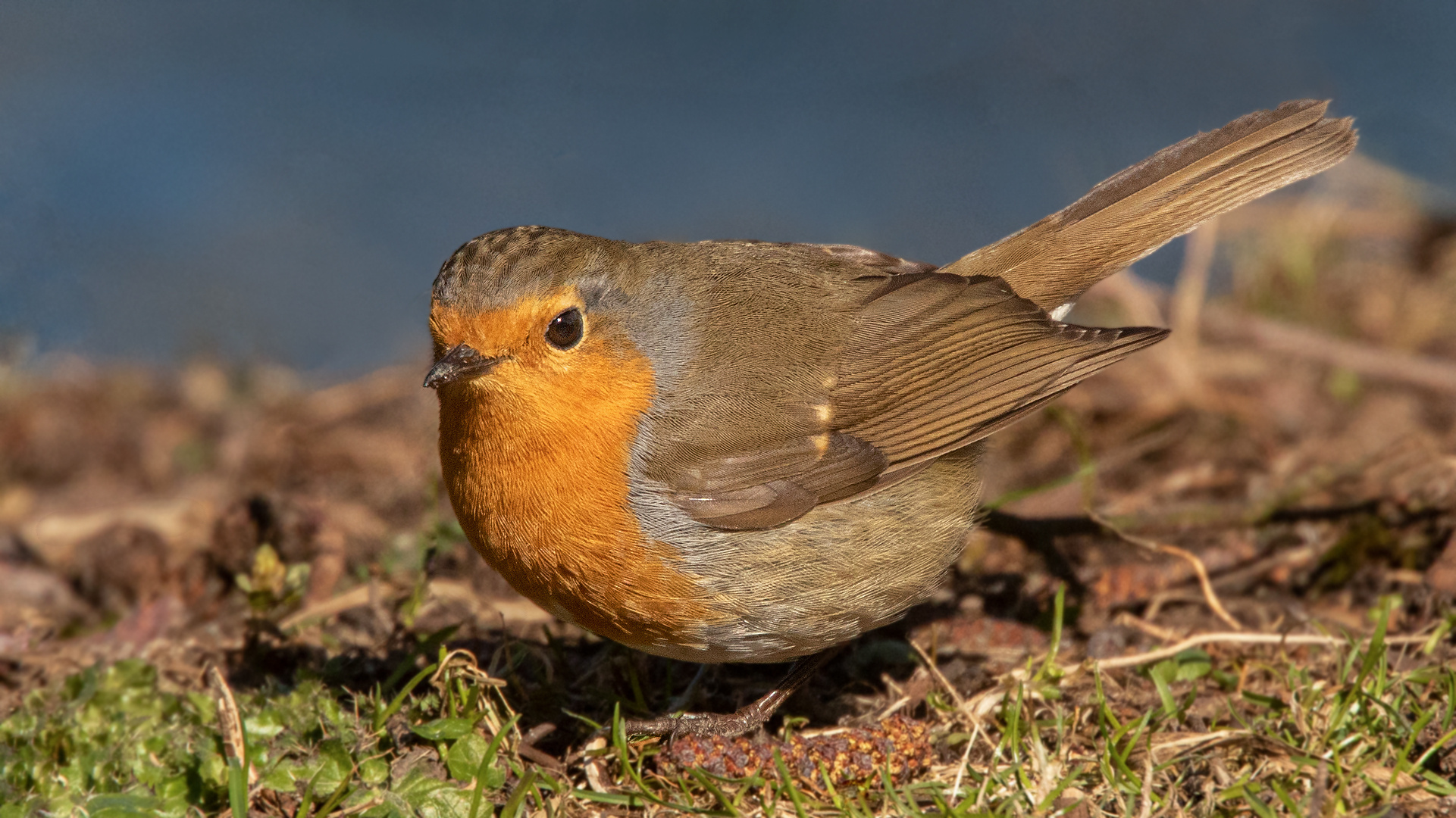 Rotkehlchen 001 Foto & Bild | tiere, wildlife, wild lebende vögel ...