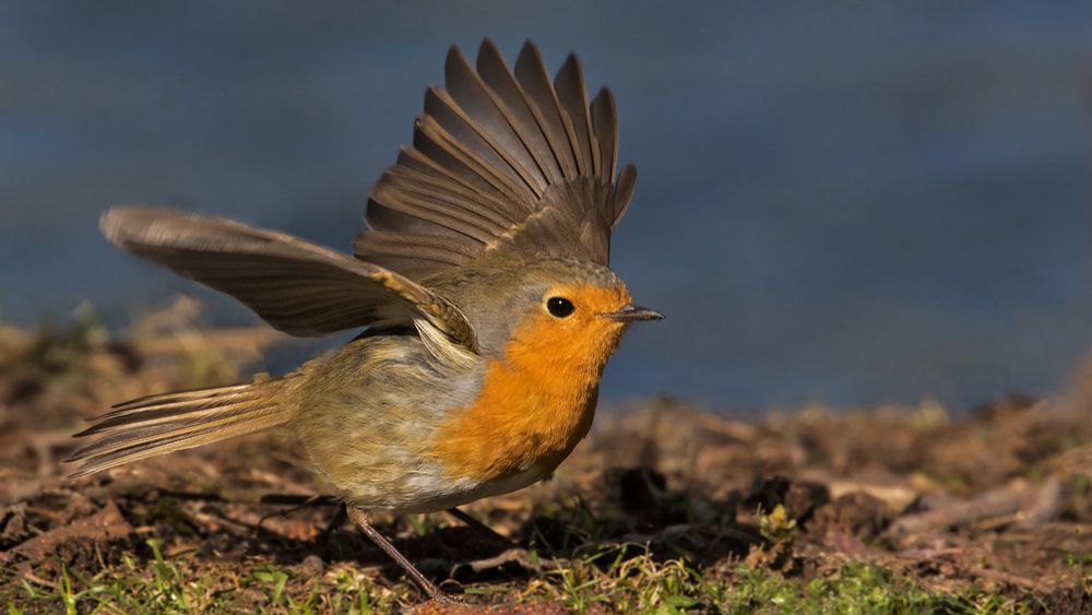 Rotkehlchen 001 Foto & Bild | landschaft, lebensräume, winter Bilder ...