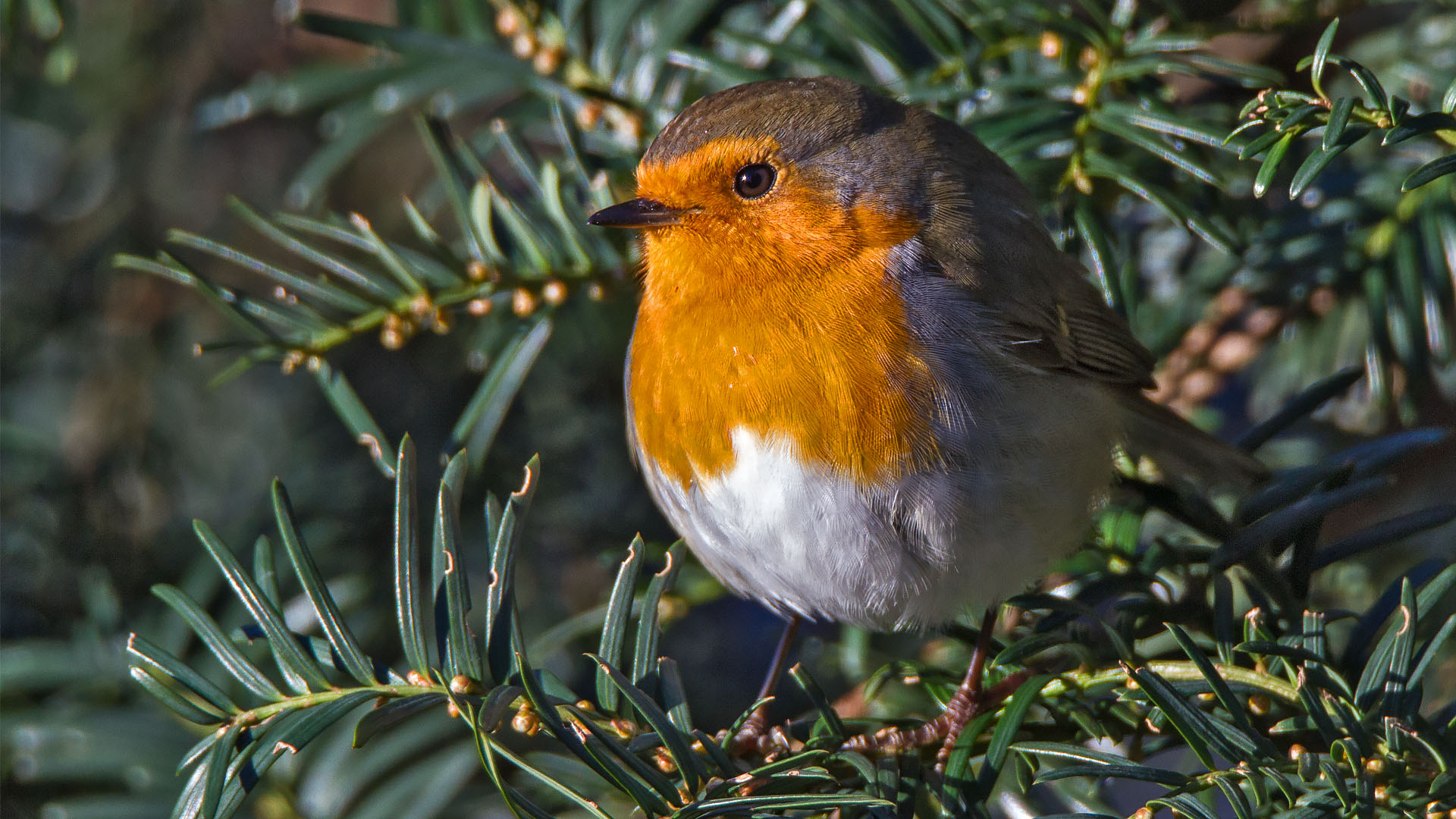 Rotkehlchen 001 Foto & Bild | natur, farbe, portrait Bilder auf ...