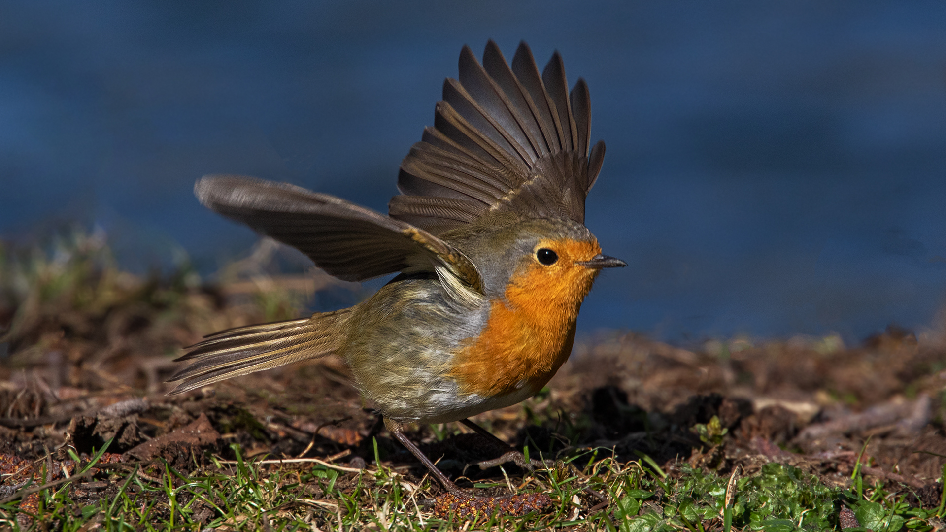 Rotkehlchen 004 Foto & Bild | tiere, wildlife, wild lebende vögel ...