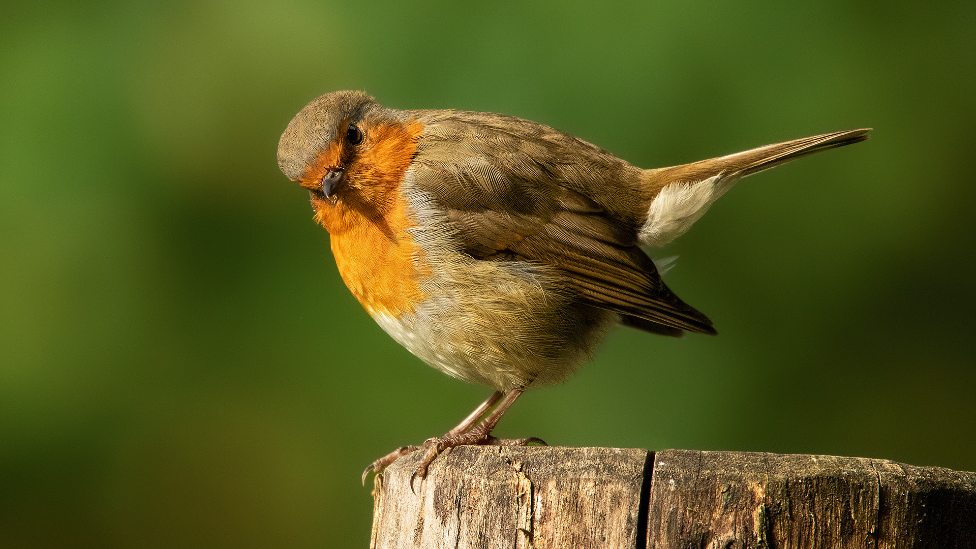 Rotkehlchen 006 Foto & Bild | tiere, wildlife, wild lebende vögel ...