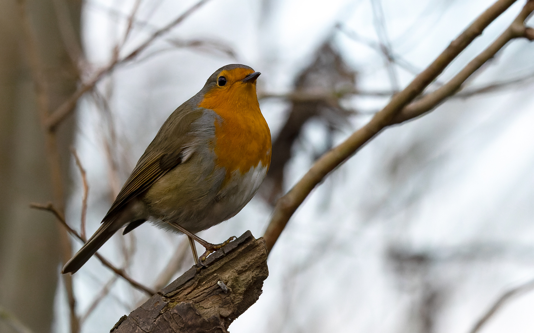 Rotkehlchen Foto & Bild | fotos, outdoor, winter Bilder auf fotocommunity