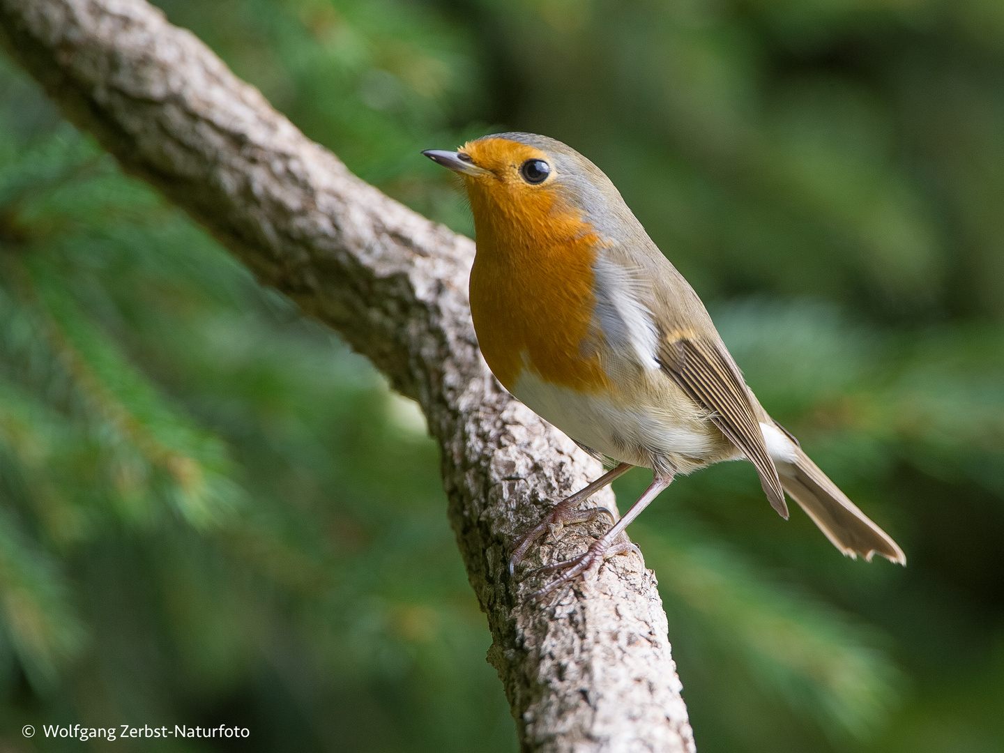 -- Rotkehlchen 1 -- Foto & Bild | fotos, natur, tiere Bilder auf ...