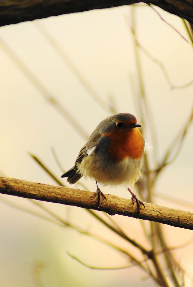 Rotkehlchen Foto & Bild | winter, natur, singvogel Bilder auf fotocommunity