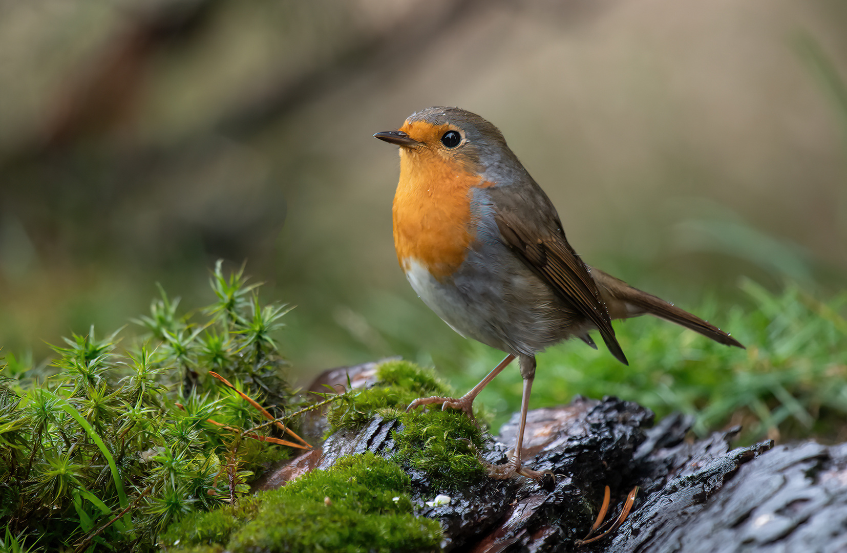 Rotkehlchen Foto & Bild | tiere, wildlife, wild lebende vögel Bilder ...