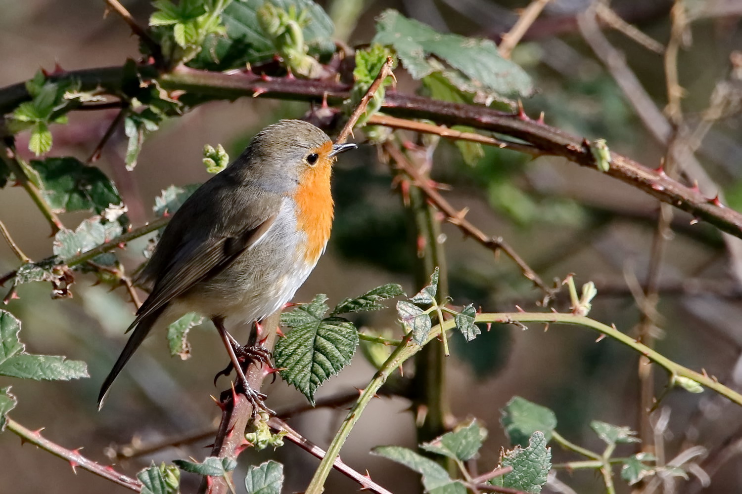Rotkehlchen Foto & Bild | fotos, nature, wald Bilder auf fotocommunity
