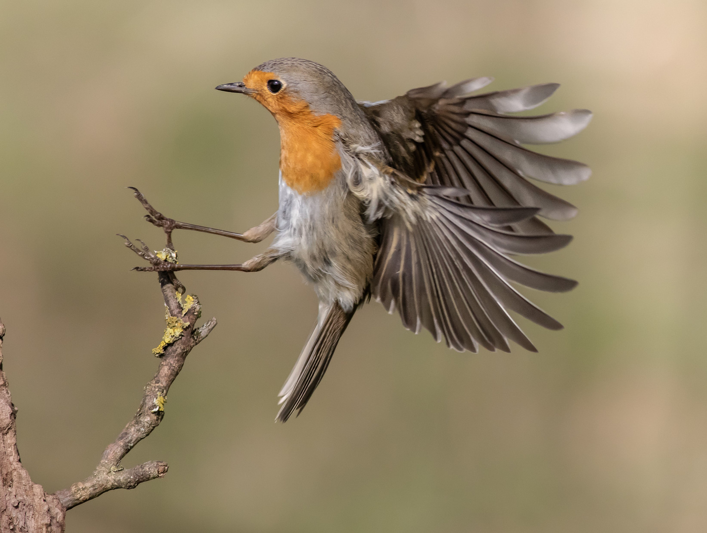 Rotkehlchen Foto & Bild | tiere, wildlife, wild lebende vögel Bilder ...