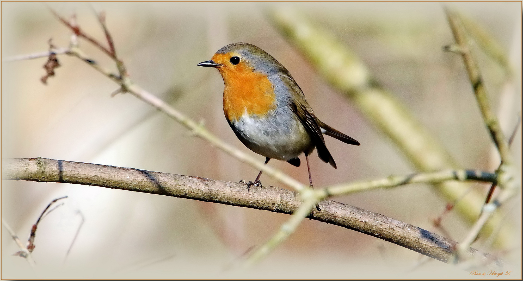 Rotkehlchen Foto & Bild | tiere, wildlife, wild lebende vögel Bilder ...
