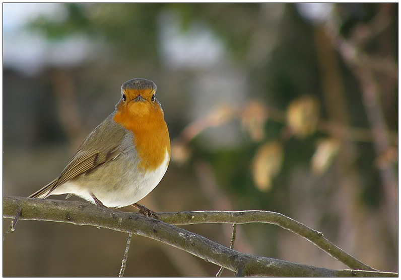 Rotkehlchen # 2 Foto & Bild | tiere, wildlife, wild lebende vögel ...