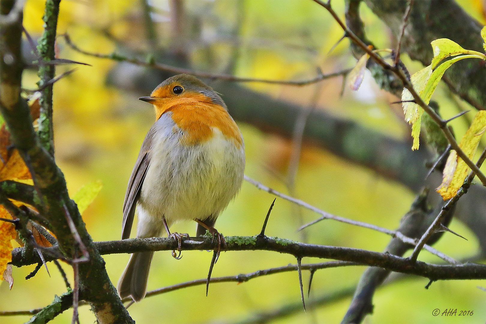 Rotkehlchen Foto & Bild | vögel, natur, tiere Bilder auf fotocommunity
