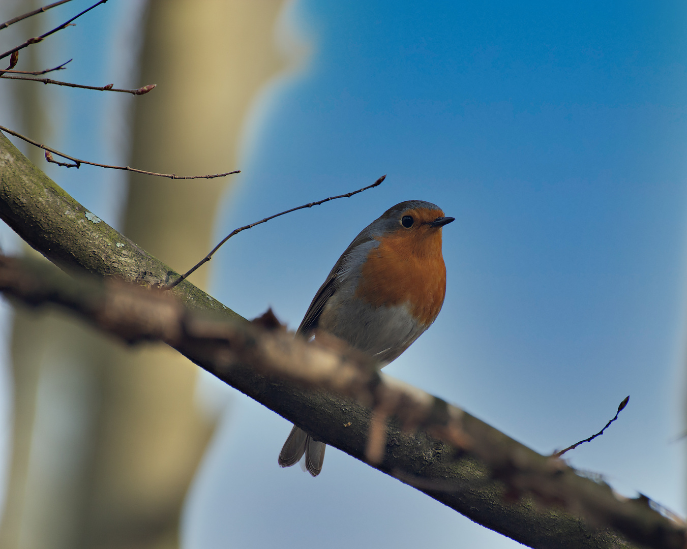 Rotkehlchen Foto & Bild | winter, berlin, natur Bilder auf fotocommunity