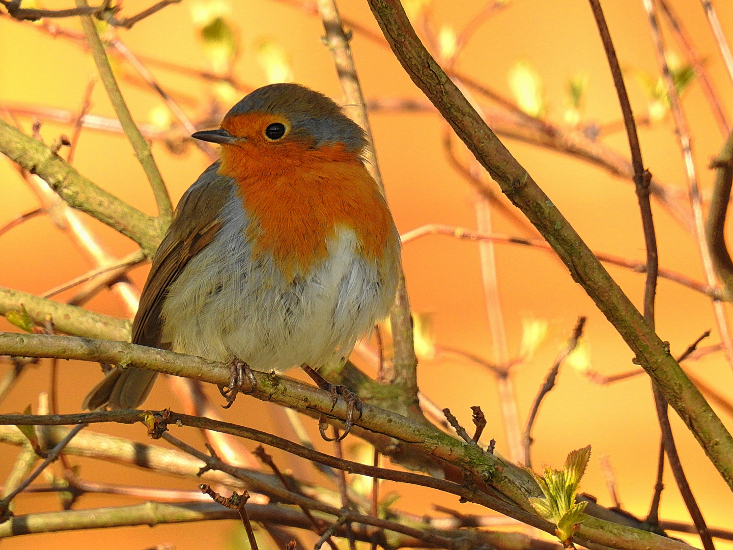 Rotkehlchen Foto & Bild | tiere, wildlife, wild lebende vögel Bilder ...