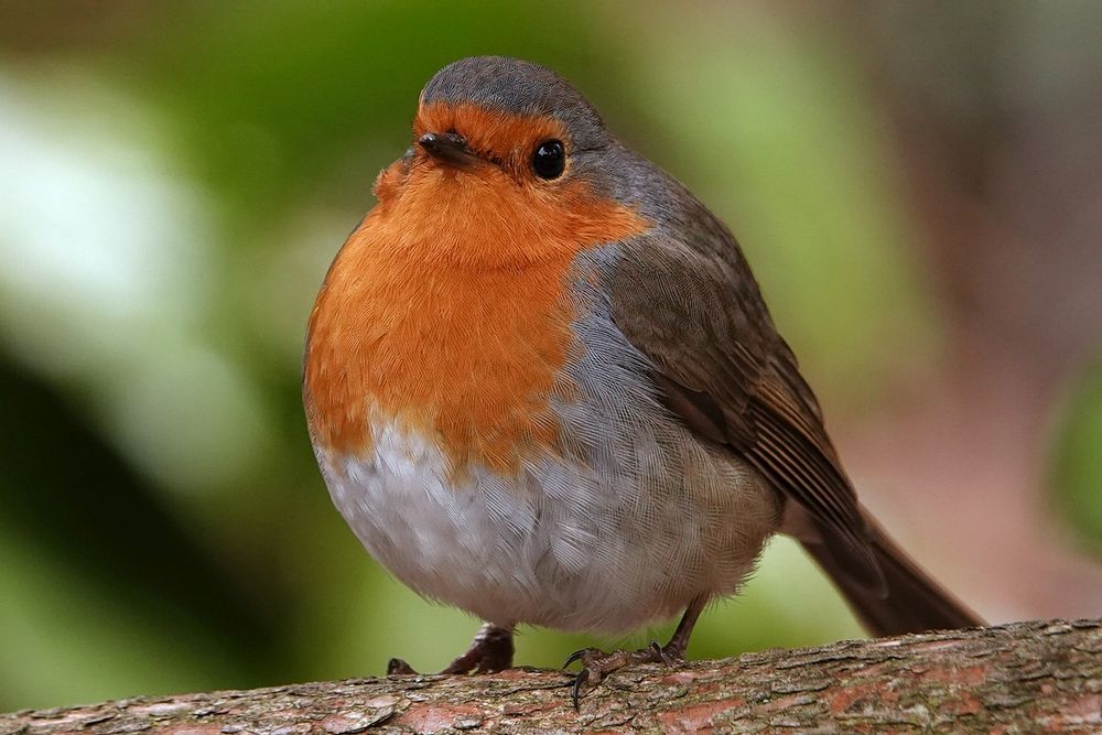 Rotkehlchen Foto & Bild | tiere, wildlife, wild lebende vögel Bilder ...
