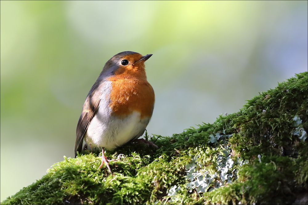 Rotkehlchen Foto & Bild | natur, vogel, singvogel Bilder auf fotocommunity