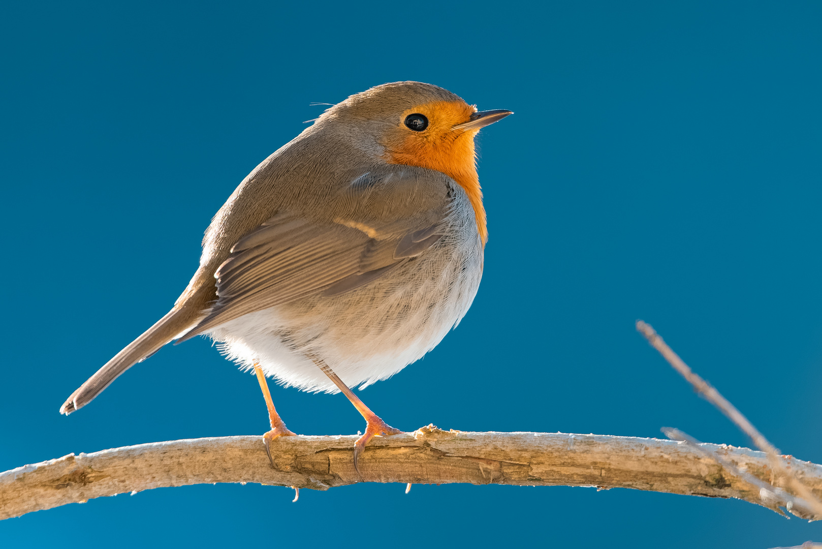 Rotkehlchen Foto & Bild | tiere, wildlife, wild lebende vögel Bilder ...