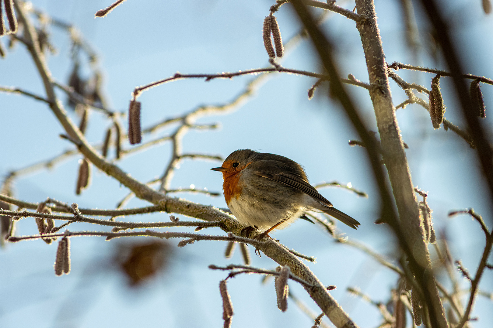 Rotkehlchen Foto & Bild | winter, ostsee, natur Bilder auf fotocommunity