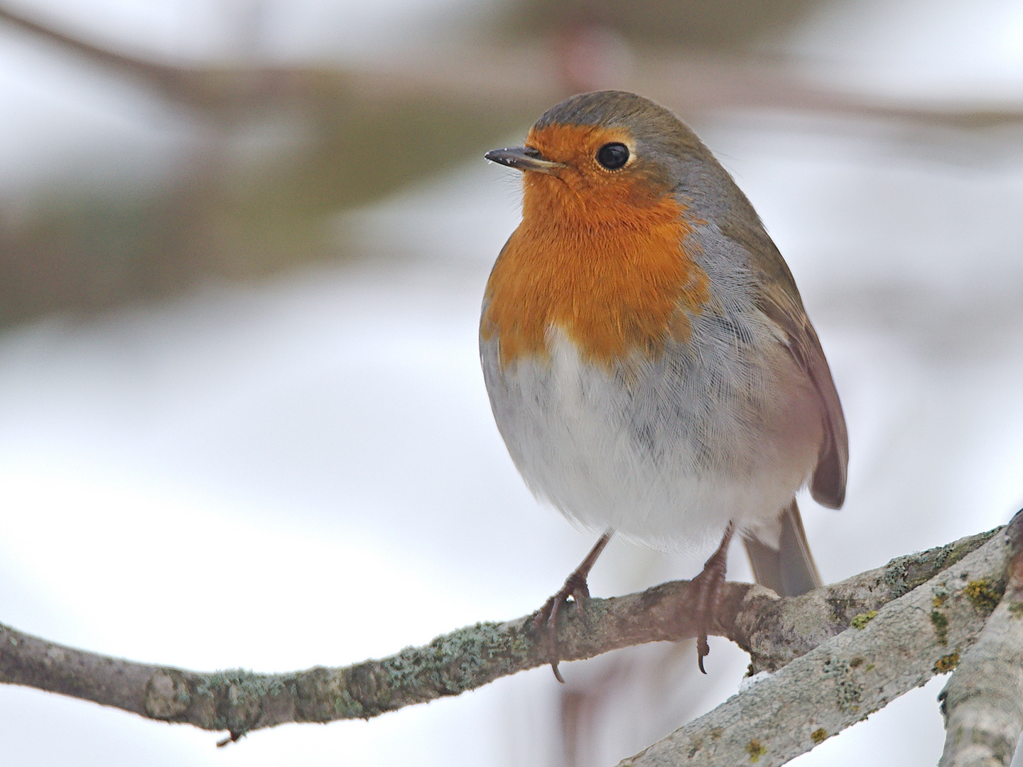 Rotkehlchen Foto & Bild | outdoor, winter, natur Bilder auf fotocommunity