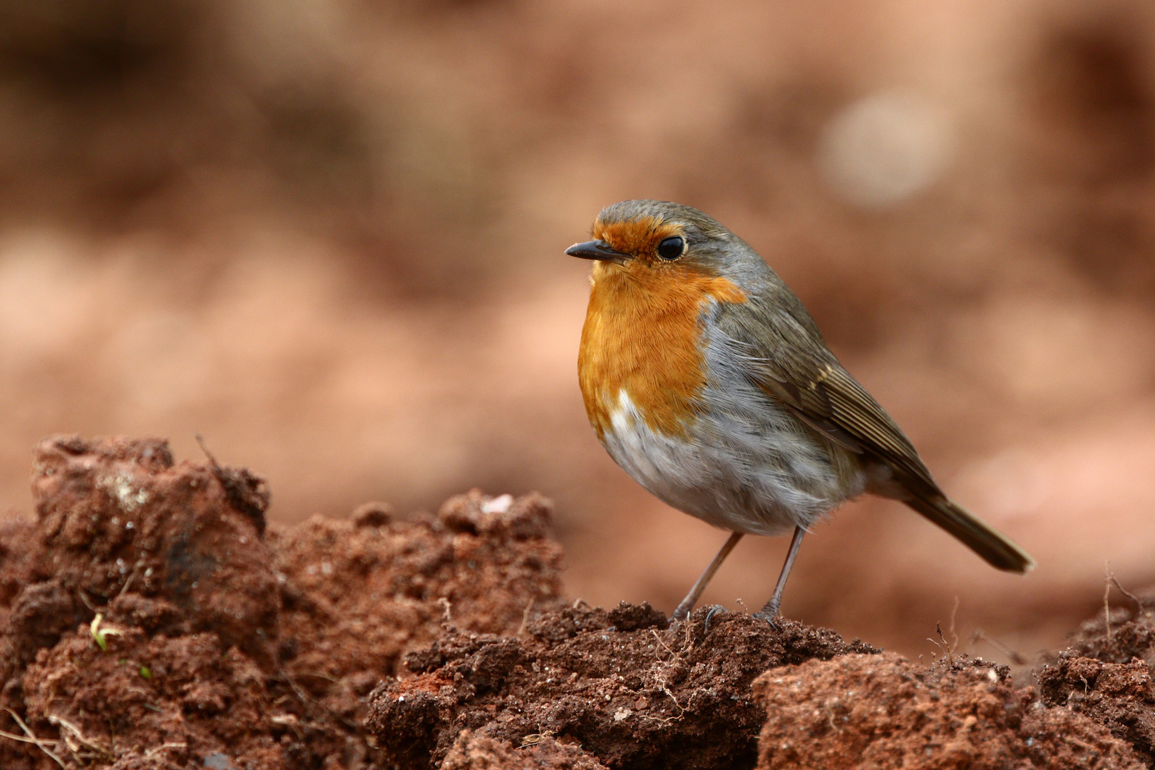 Rotkehlchen Foto & Bild | tiere, wildlife, wild lebende vögel Bilder ...