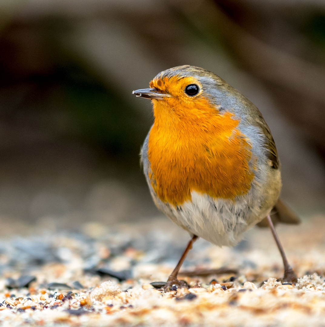 Rotkehlchen Foto & Bild | vogel, vögel, wildlife Bilder auf fotocommunity