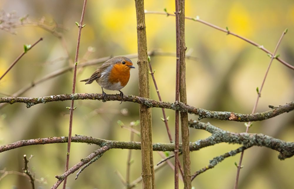 Rotkehlchen Foto & Bild | dokumentation, outdoor, natur Bilder auf fotocommunity