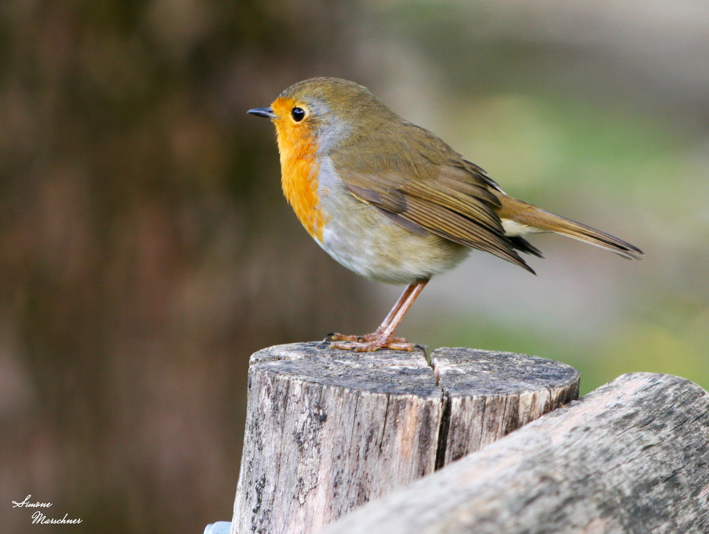 Rotkehlchen Foto & Bild | tiere, wildlife, wild lebende vögel Bilder ...