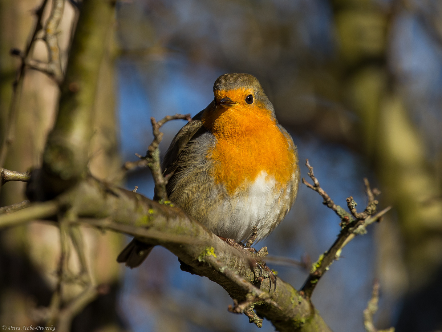 Rotkehlchen Foto & Bild | tiere, wildlife, wild lebende vögel Bilder ...
