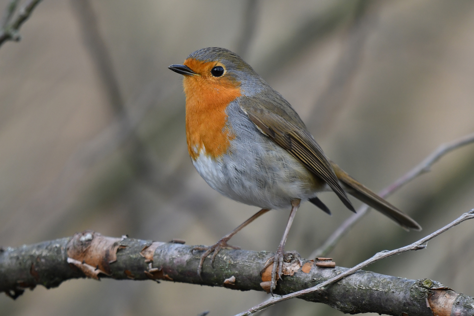 Rotkehlchen Foto & Bild | world, brandenburg, natur Bilder auf ...