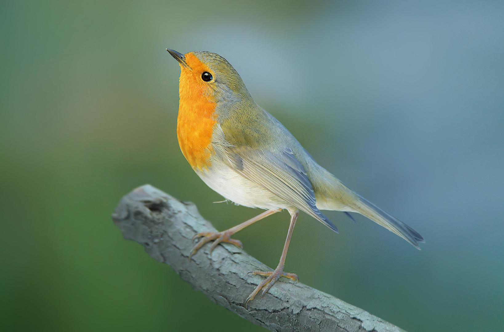 Rotkehlchen Foto & Bild | tiere, wildlife, wild lebende vögel Bilder ...