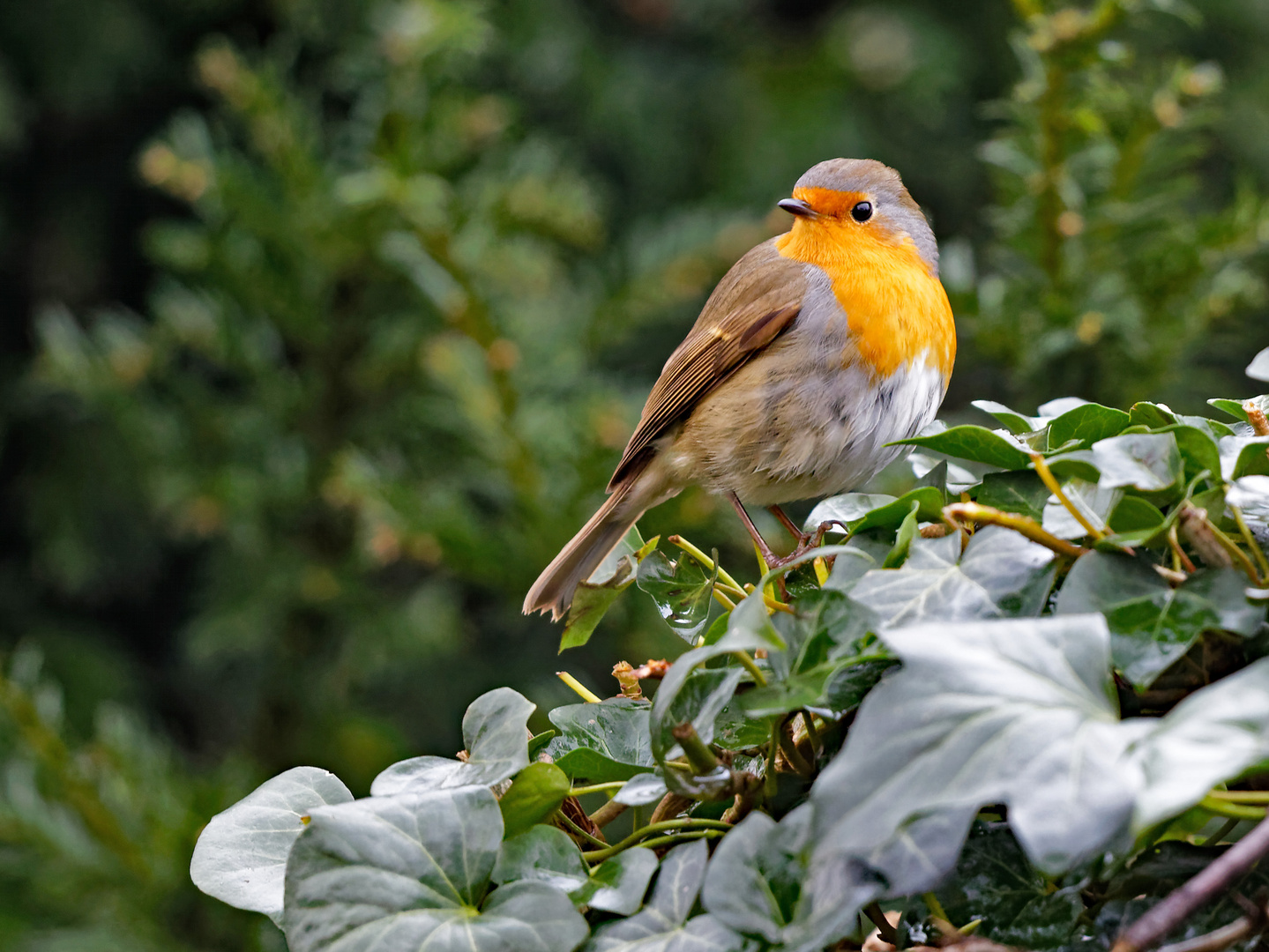 Rotkehlchen Foto & Bild | natur, tiere, vögel Bilder auf fotocommunity