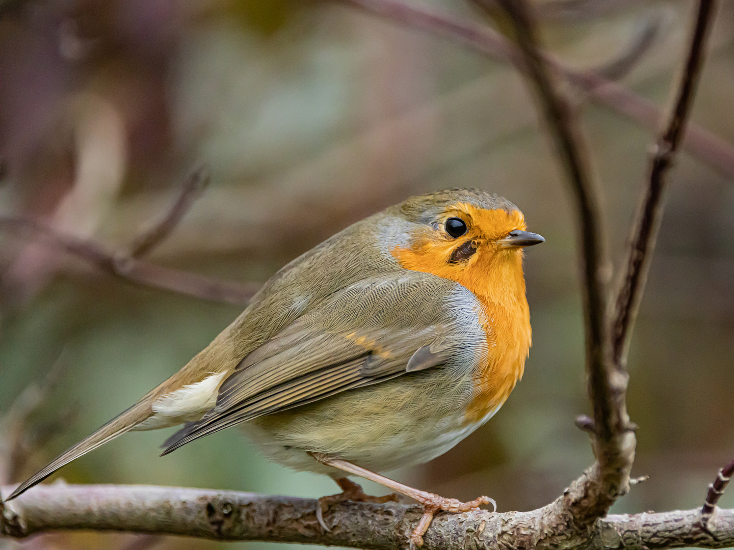 Rotkehlchen Foto & Bild | tiere, wildlife, wild lebende vögel Bilder ...