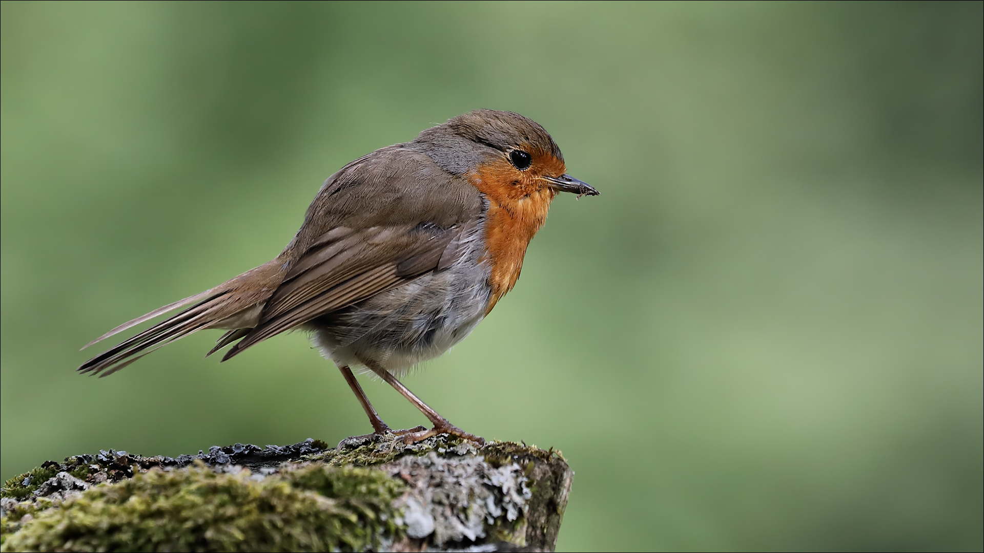 Rotkehlchen Foto & Bild | natur, vogel, singvogel Bilder auf fotocommunity
