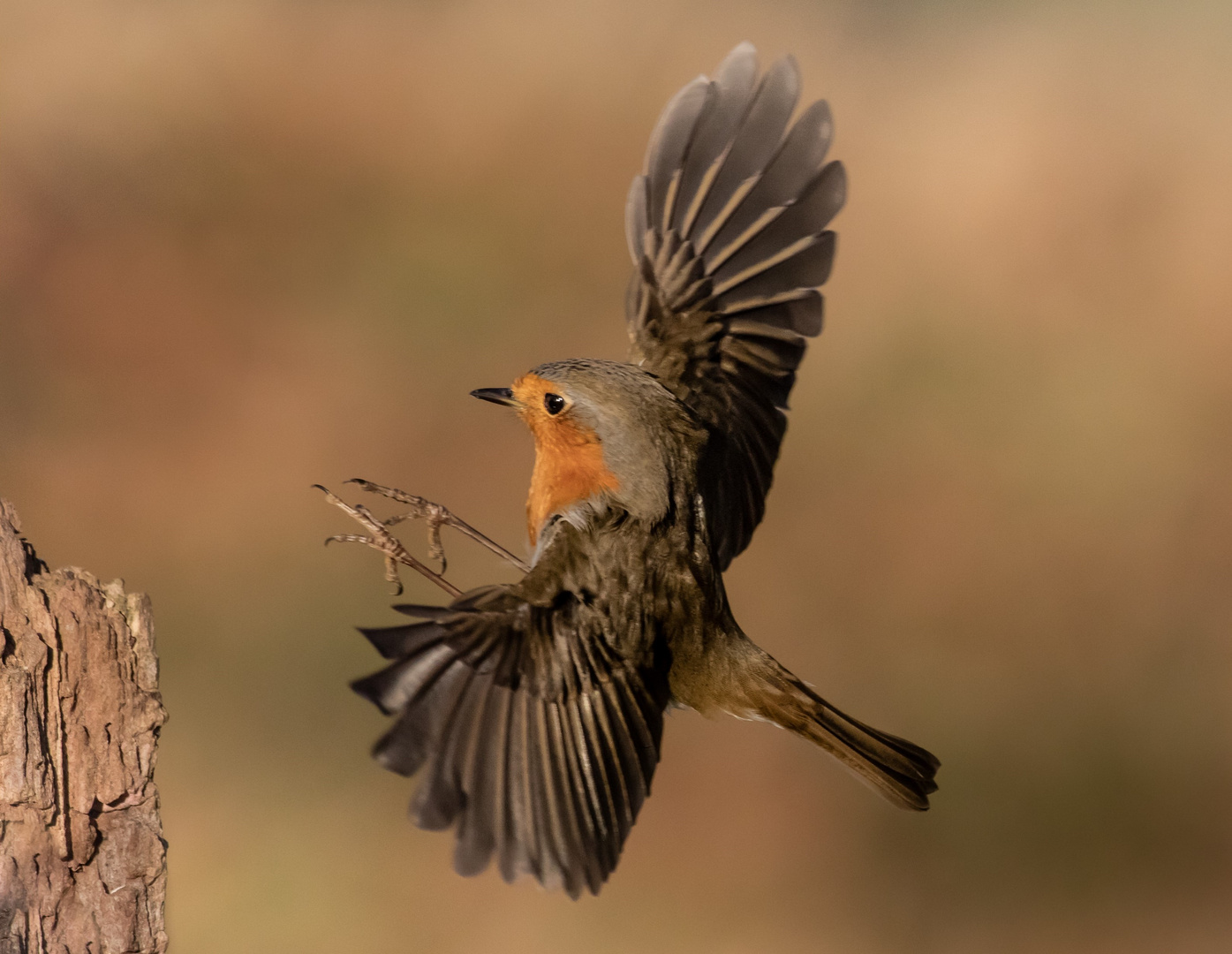 Rotkehlchen Foto & Bild | natur, flug, tiere Bilder auf fotocommunity