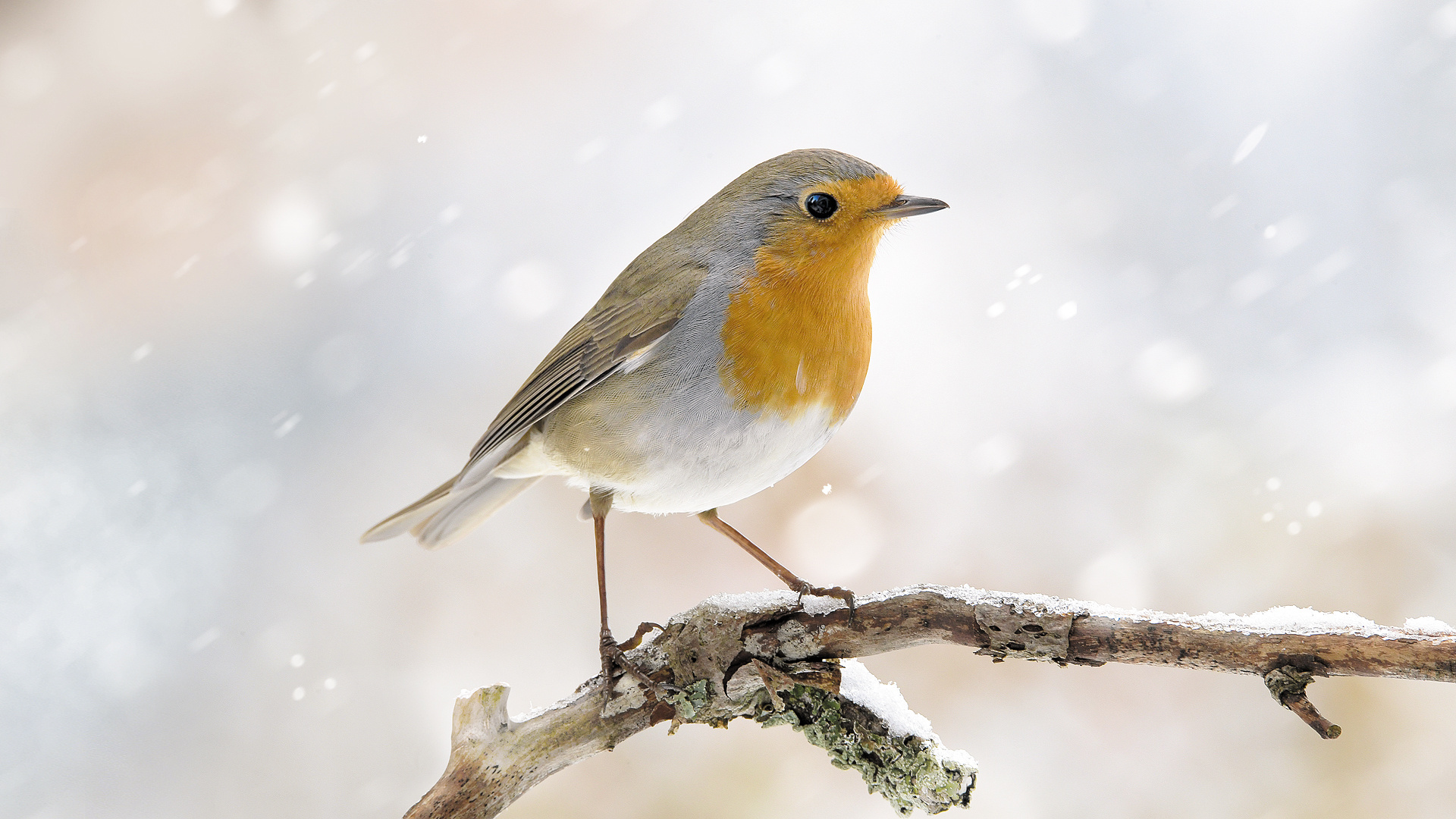 Rotkehlchen Foto & Bild | natur, tiere, vögel Bilder auf fotocommunity