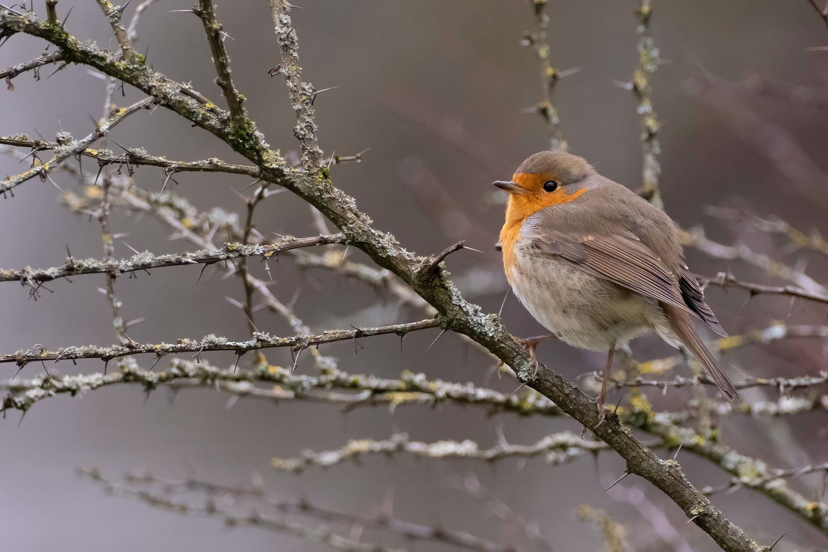 Rotkehlchen Foto & Bild | tiere, wildlife, wild lebende vögel Bilder ...