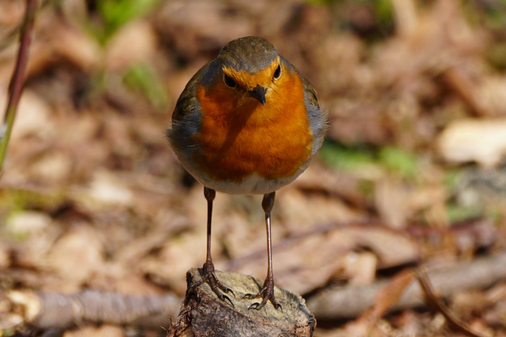 Rotkehlchen Foto & Bild | wald, natur, vogel Bilder auf fotocommunity