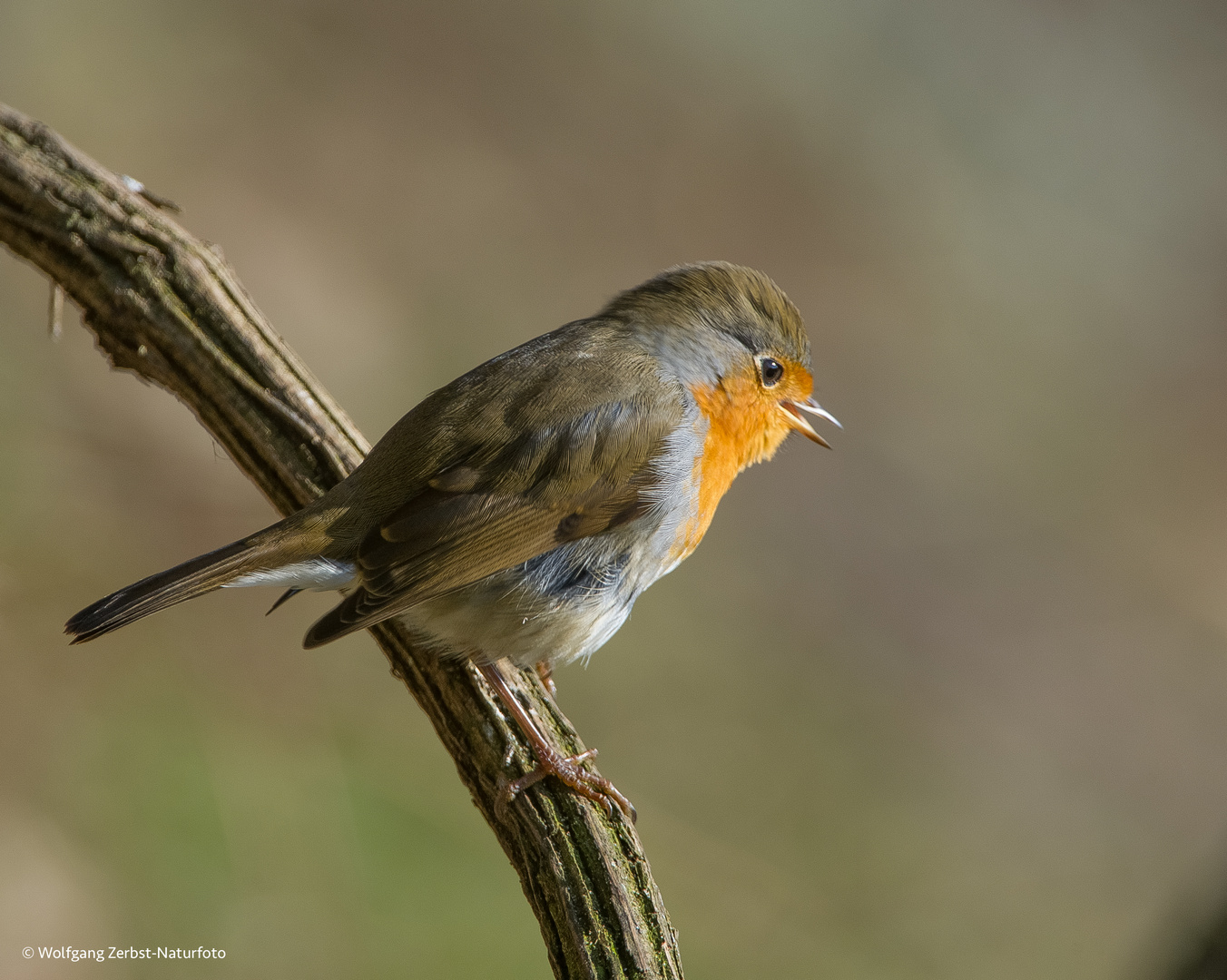 -- Rotkehlchen -- Foto & Bild | fotos, natur, tiere Bilder auf ...