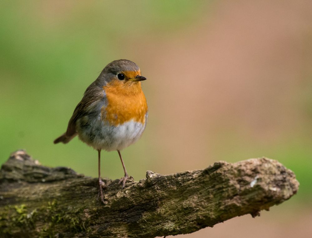 rotkehlchen Foto & Bild | natur, farbe, ast Bilder auf fotocommunity
