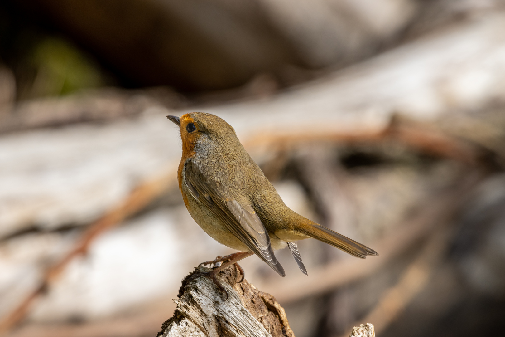 Rotkehlchen Foto & Bild | tiere, wildlife, wild lebende vögel Bilder ...