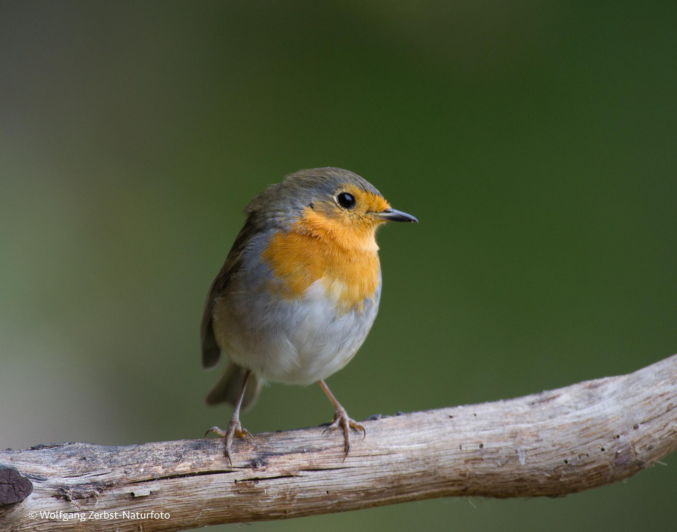 Rotkehlchen --- Foto & Bild | fotos, winter, frühling Bilder auf ...