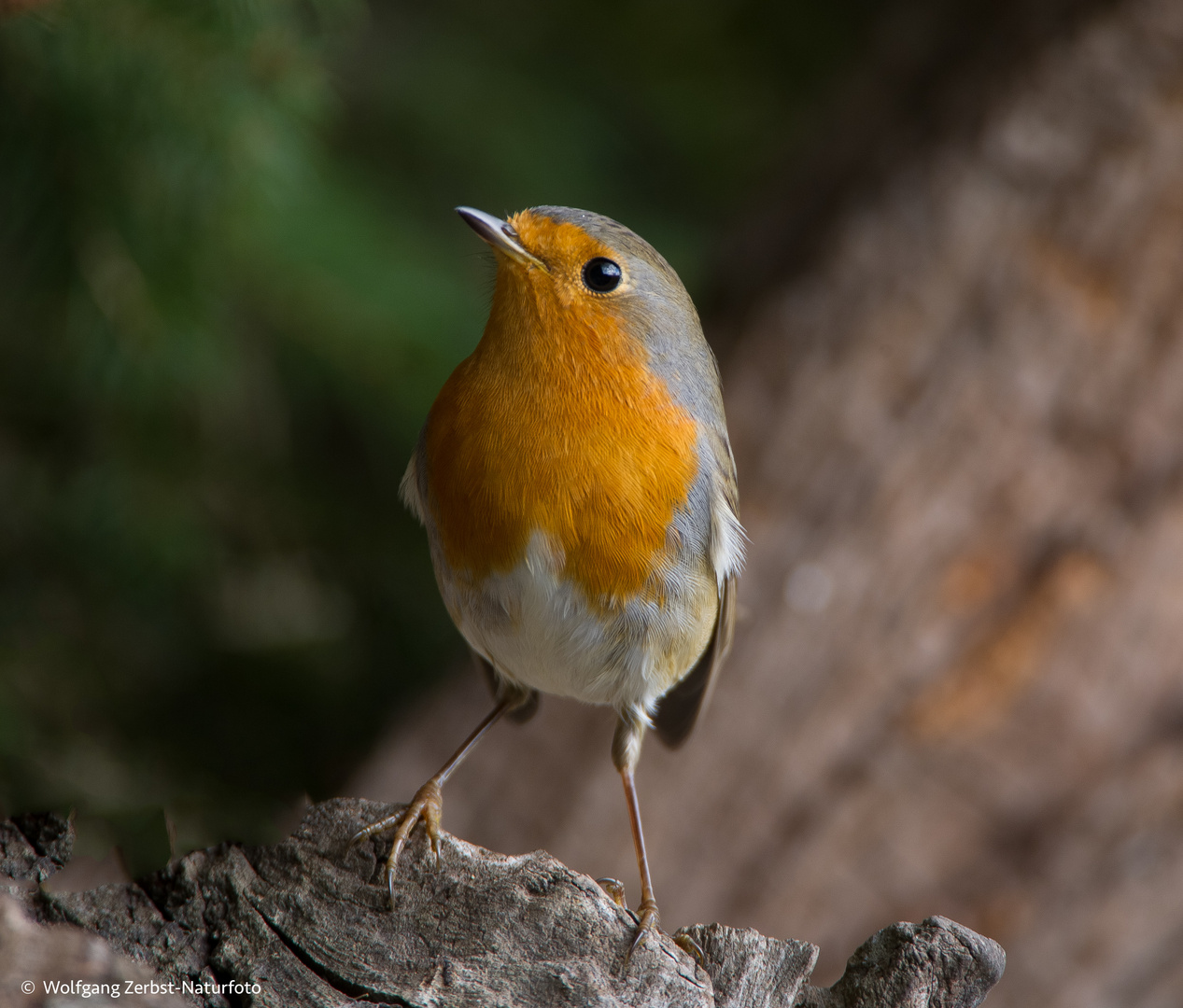 Rotkehlchen --- Foto & Bild | fotos, winter, frühling Bilder auf ...