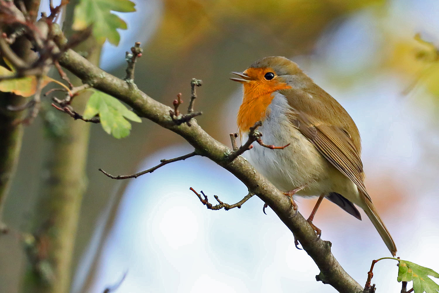Rotkehlchen Foto & Bild | fotos, nature, winter Bilder auf fotocommunity