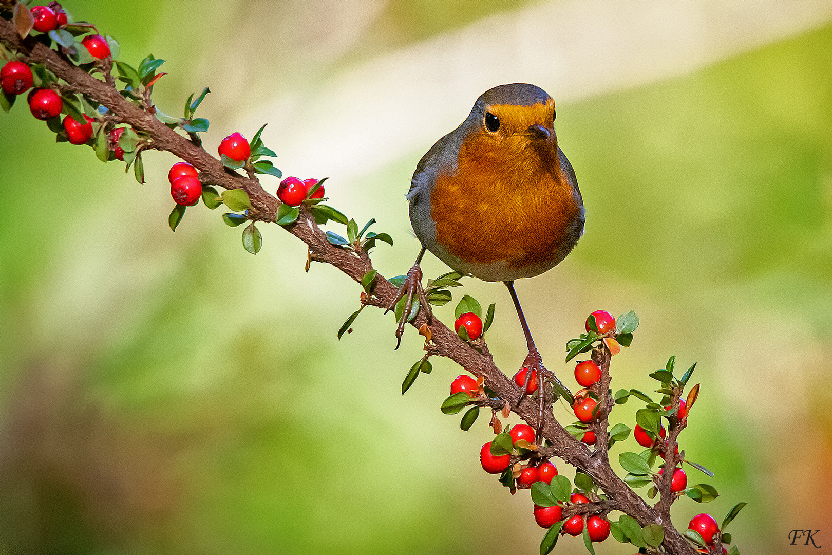 Rotkehlchen *** Foto & Bild | tiere, wildlife, wild lebende vögel ...