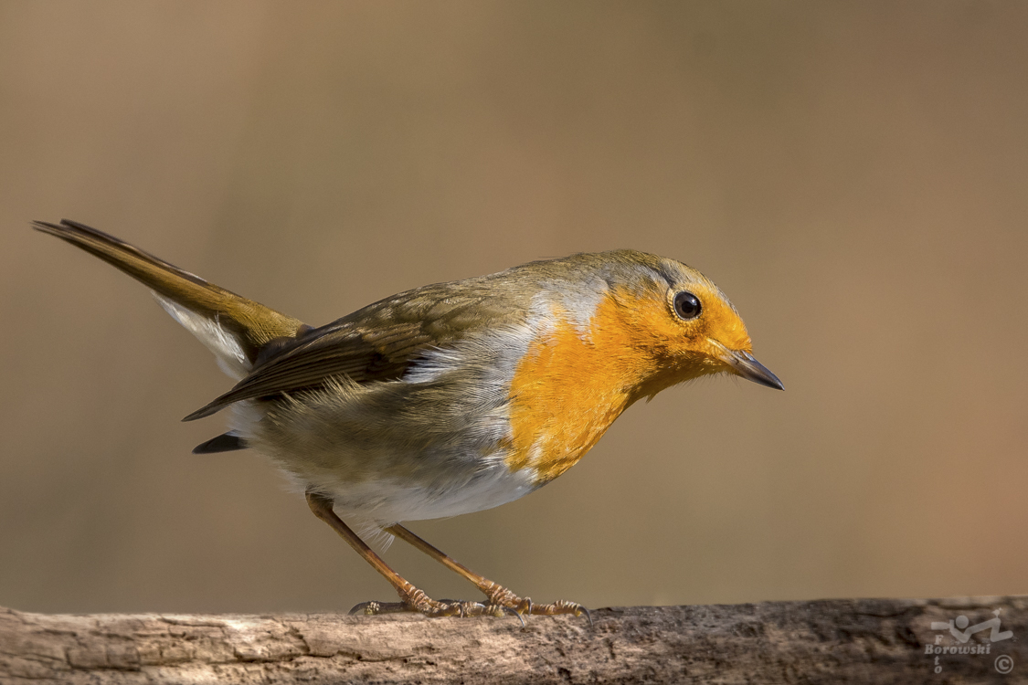 Rotkehlchen Foto & Bild | tiere, wildlife, wild lebende vögel Bilder ...